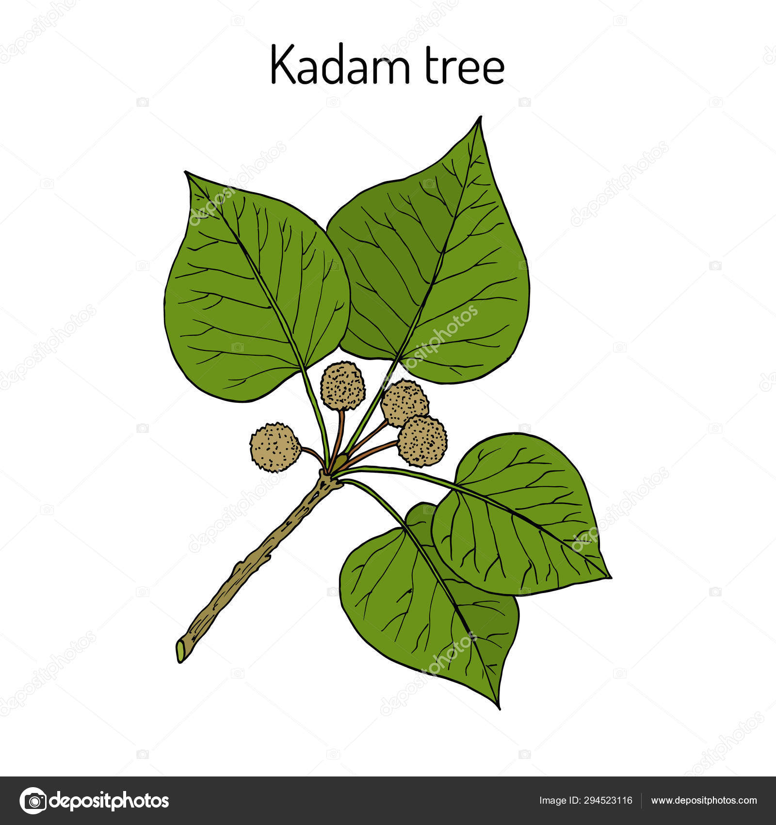 Kadam tree, or burflower-tree, laran, leichhardt pine neolamarckia ...