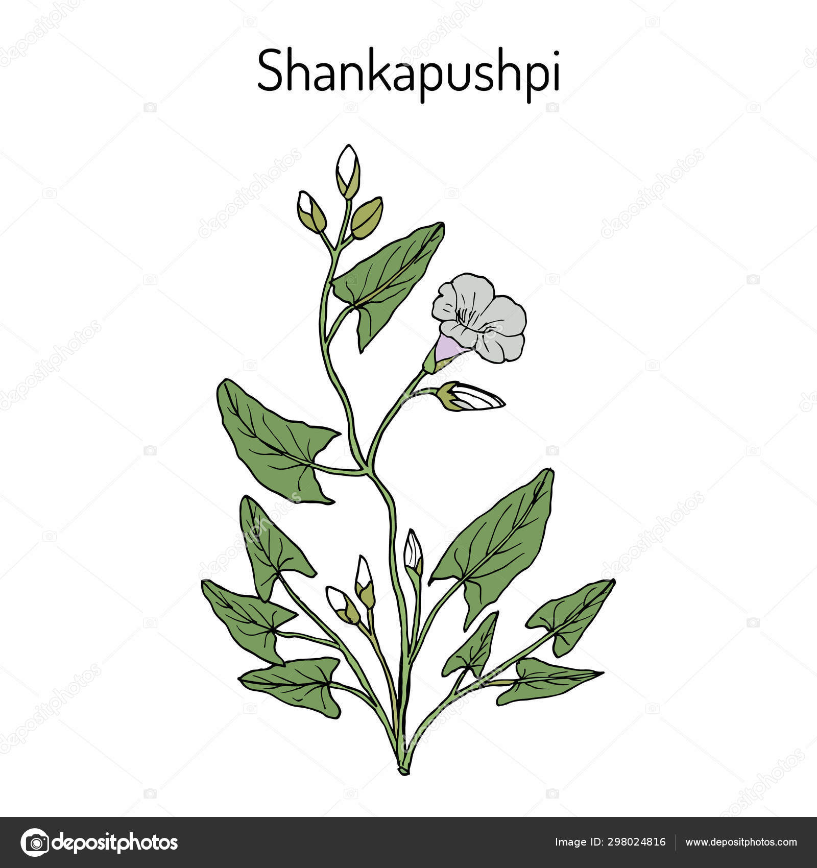 Shankapushpi Convolvulus prostratus , medicinal plant Stock Vector ...