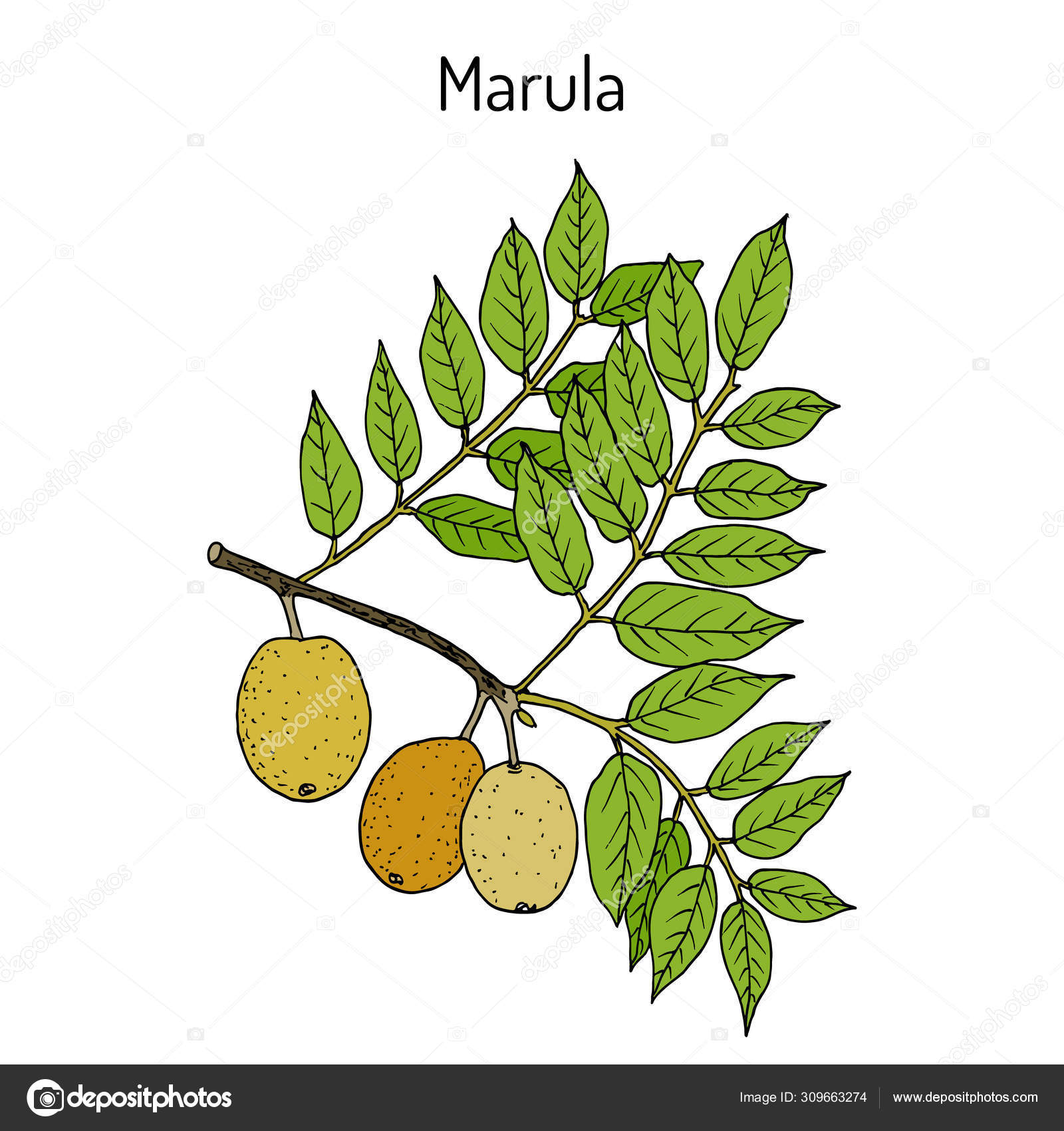 Marula sclerocarya birrea , or jelly plum, cat thorn, morula, cider ...