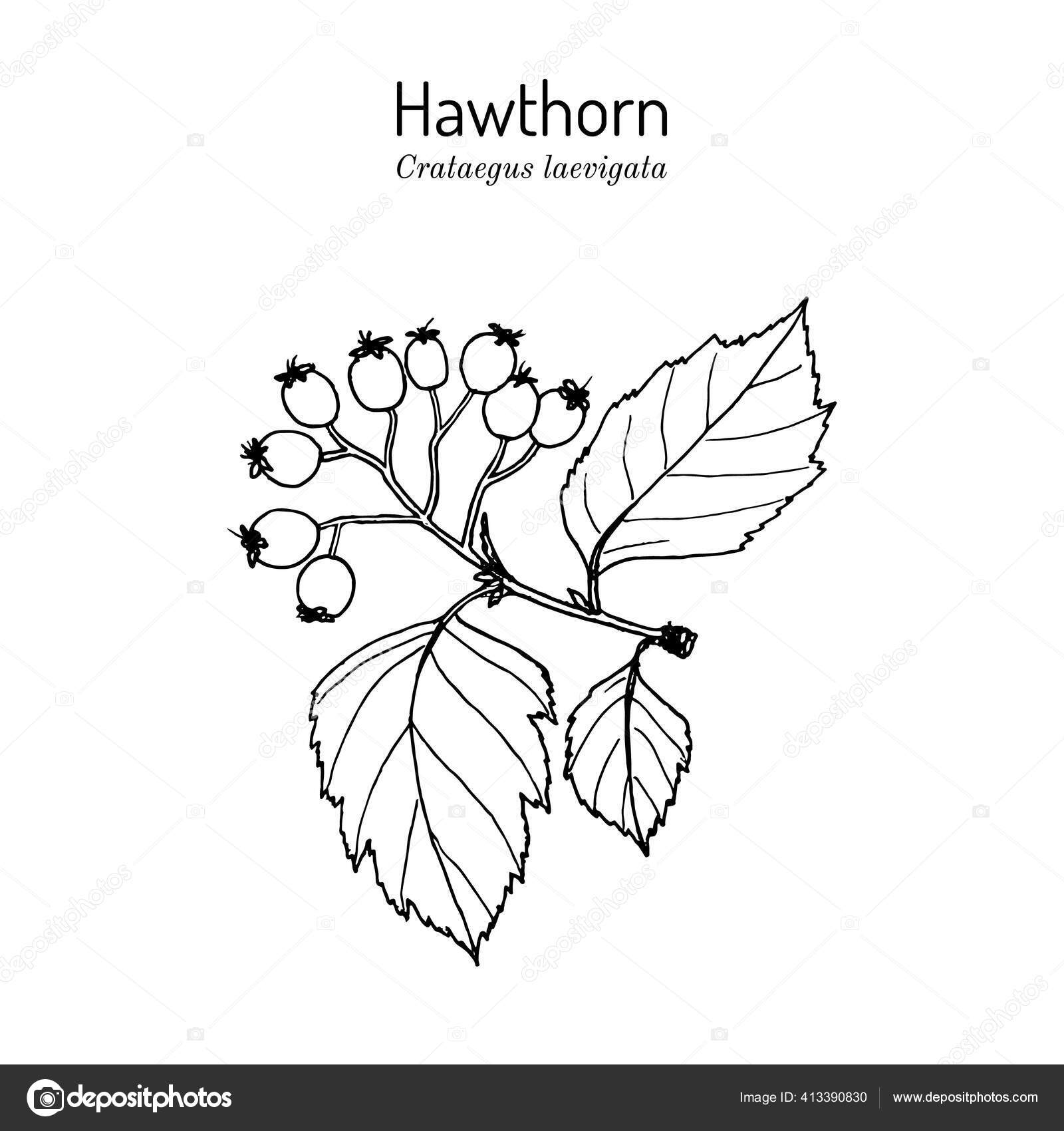 Hawthorn Leaf Drawing