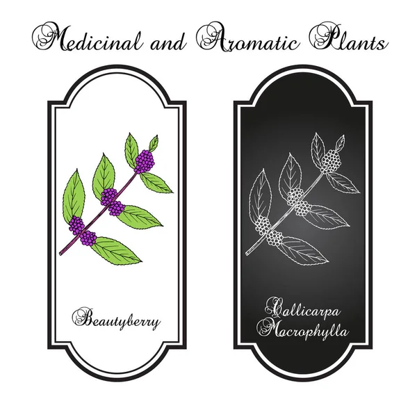 Campeachy tree Haematoxylum campechianum , medicinal plant Stock Vector ...