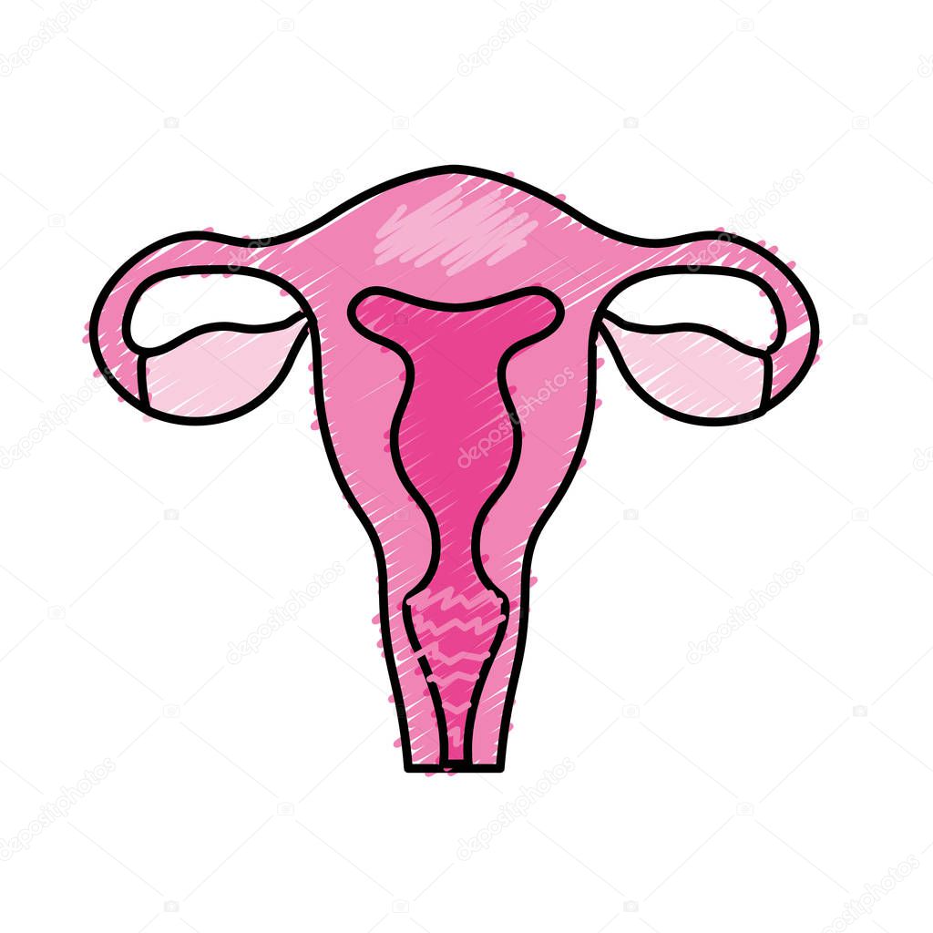 trompas de Falopio con útero a anatomía humana vector ilustración 2022