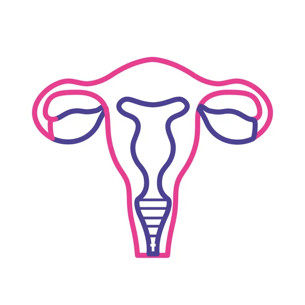 Fallopian tubes Vector Art Stock Images | Depositphotos