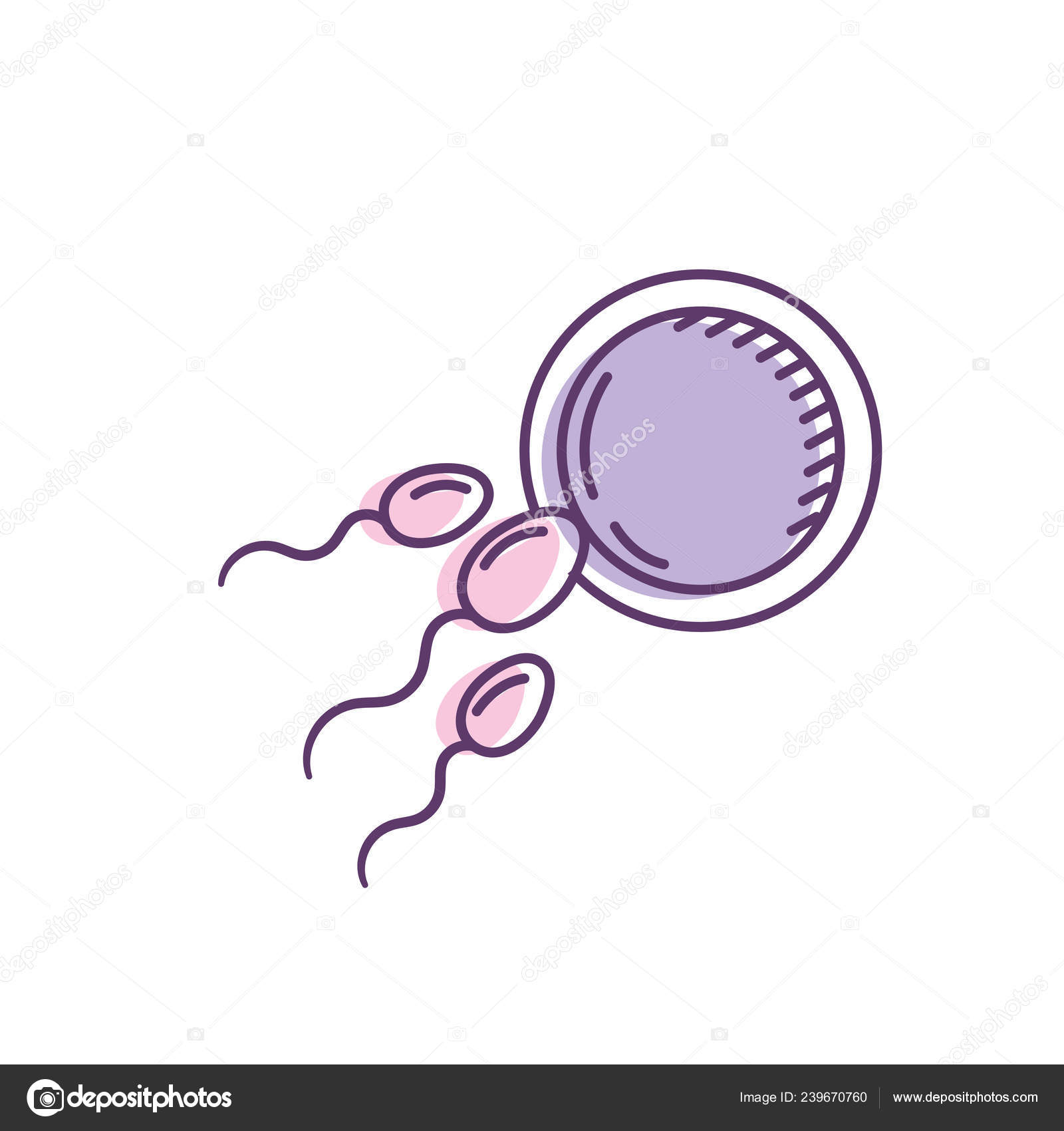 Reproducción Fertilidad Del Óvulo Espermatozoide Ilustración Vectorial ...