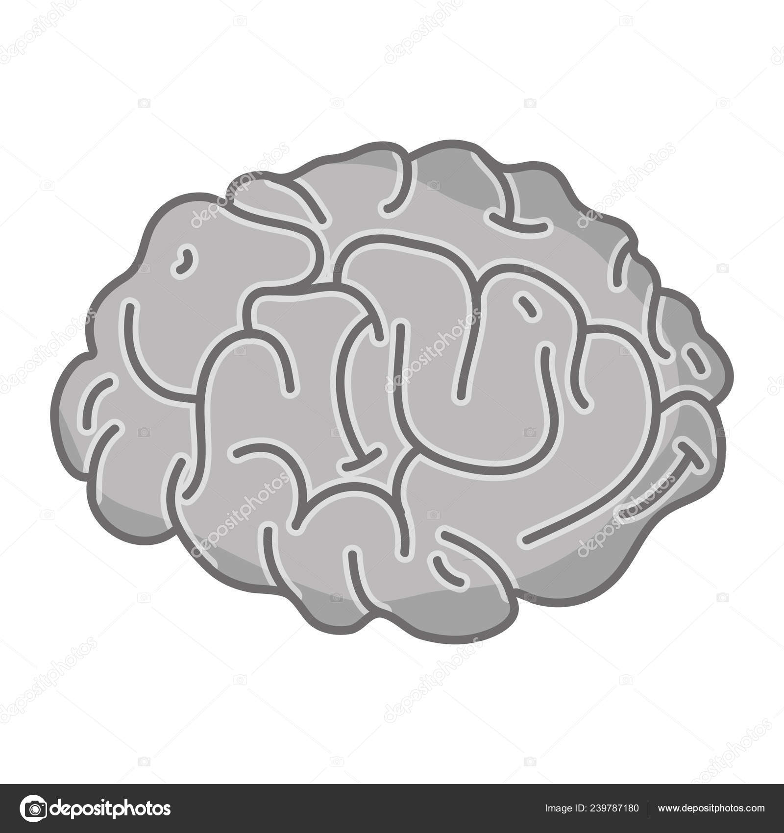 Grayscale Human Brain Anatomy Creative Intellect Vector Illustration ...