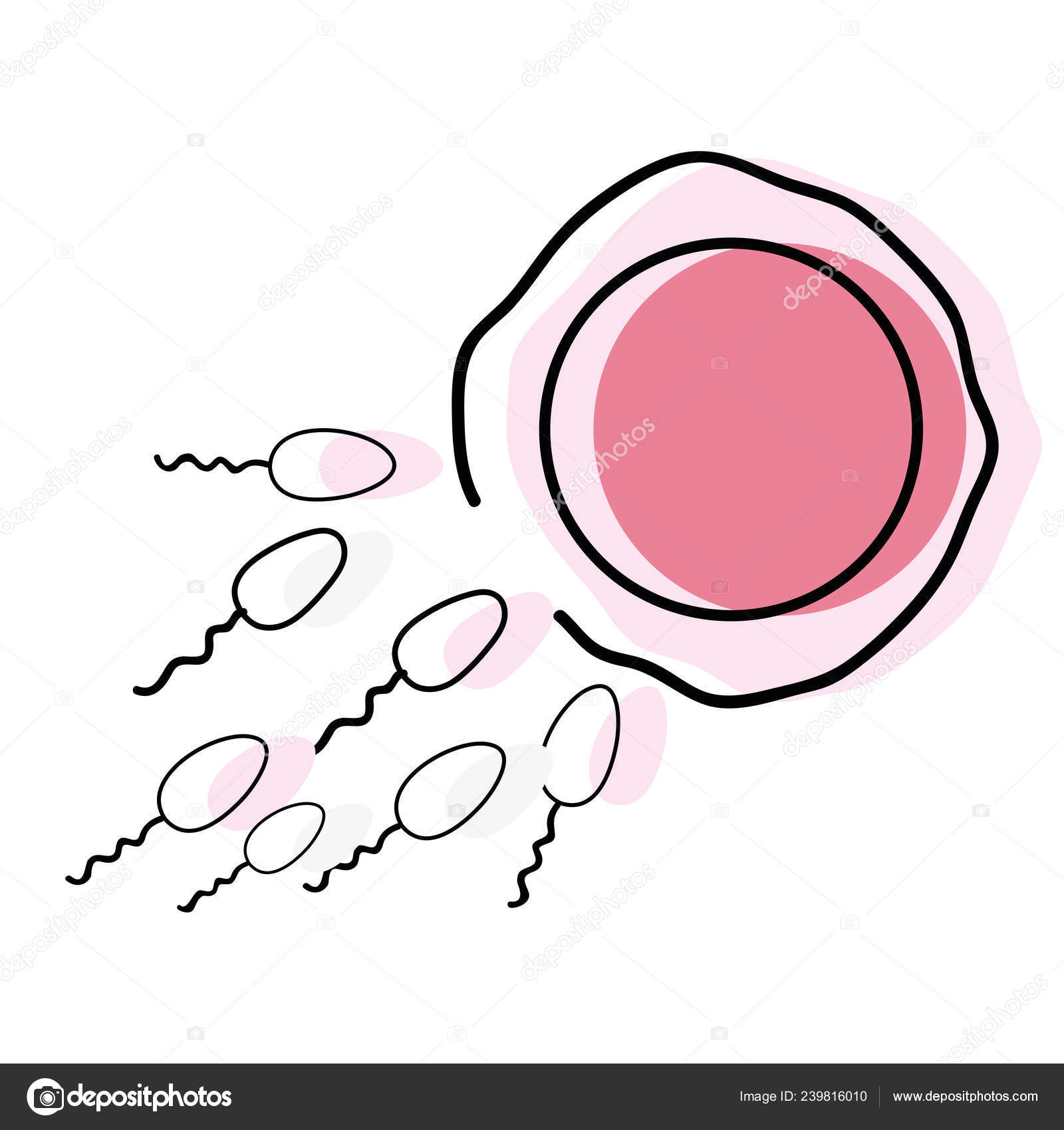 Ovum Spermatozoon Fertilization Process Vector Illustration Stock ...