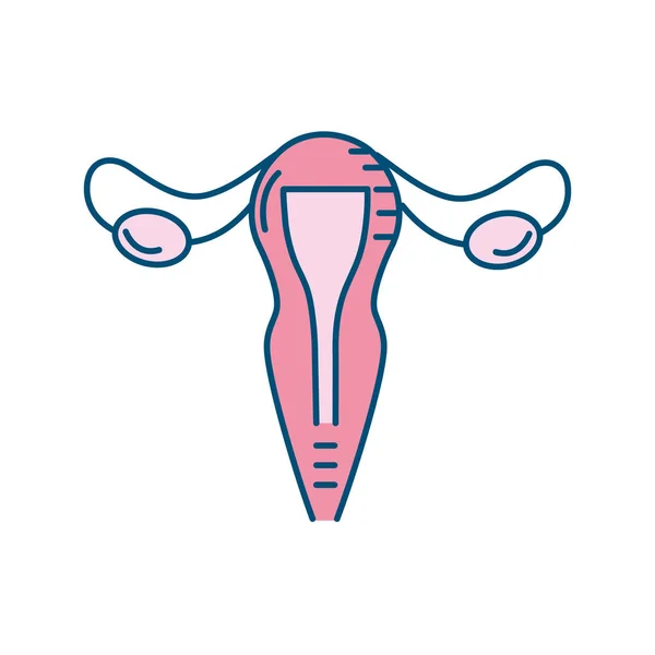 Fallopian tubes Vector Art Stock Images | Depositphotos