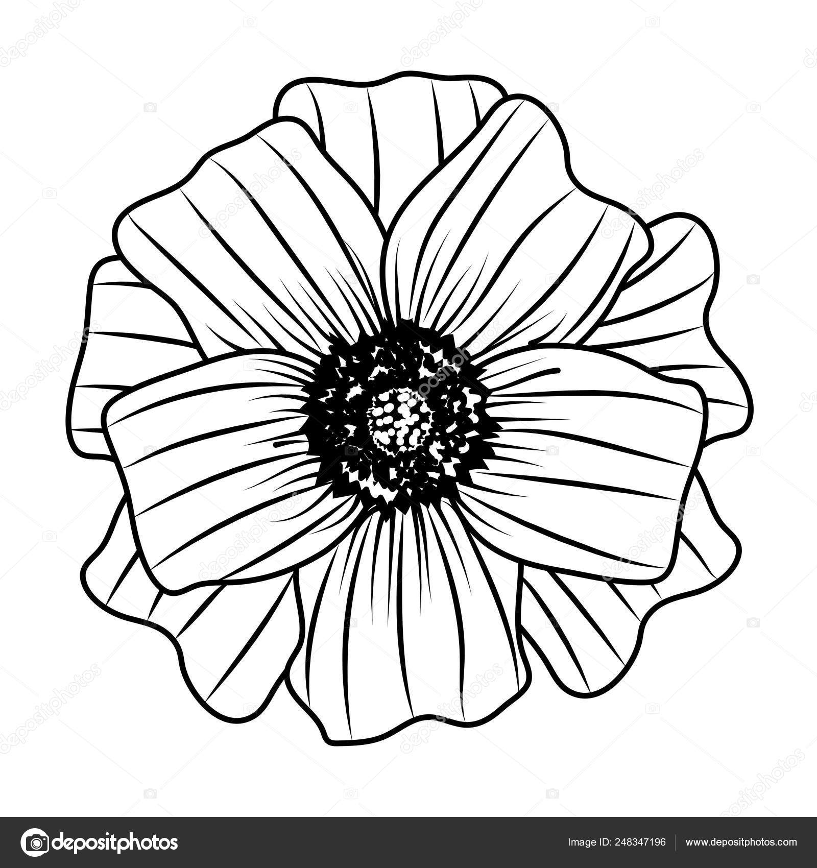 Dibujo De Pétalos De Flores Pétalos De Flores De Dibujos Animados