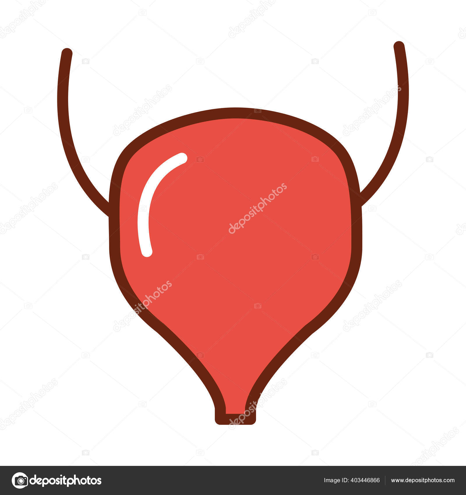 Human body bladder anatomy organ health line and fill icon Stock Vector ...