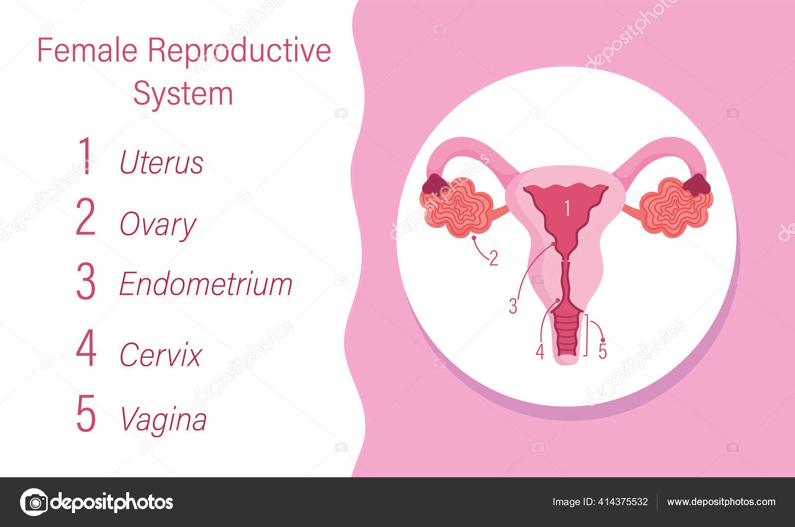 Schéma du système reproducteur humain féminin de l'organe interne image ...