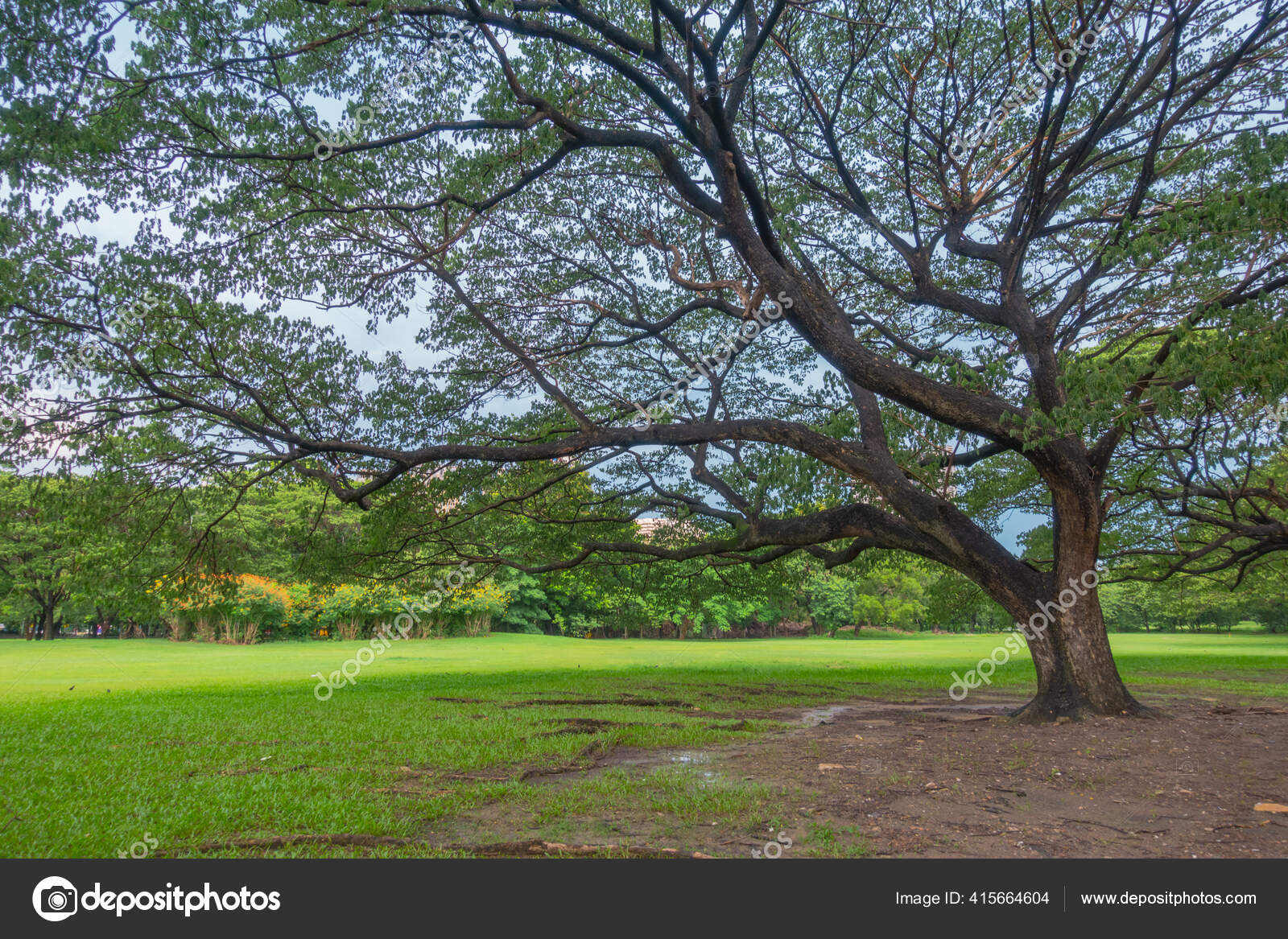 Big Tree Public Park Garden — Stock Photo © pinkblue #415664604