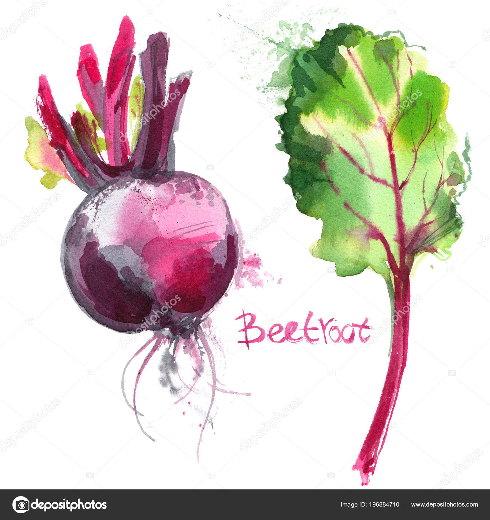 Beet painted with watercolors on white background Stock Illustration by ...