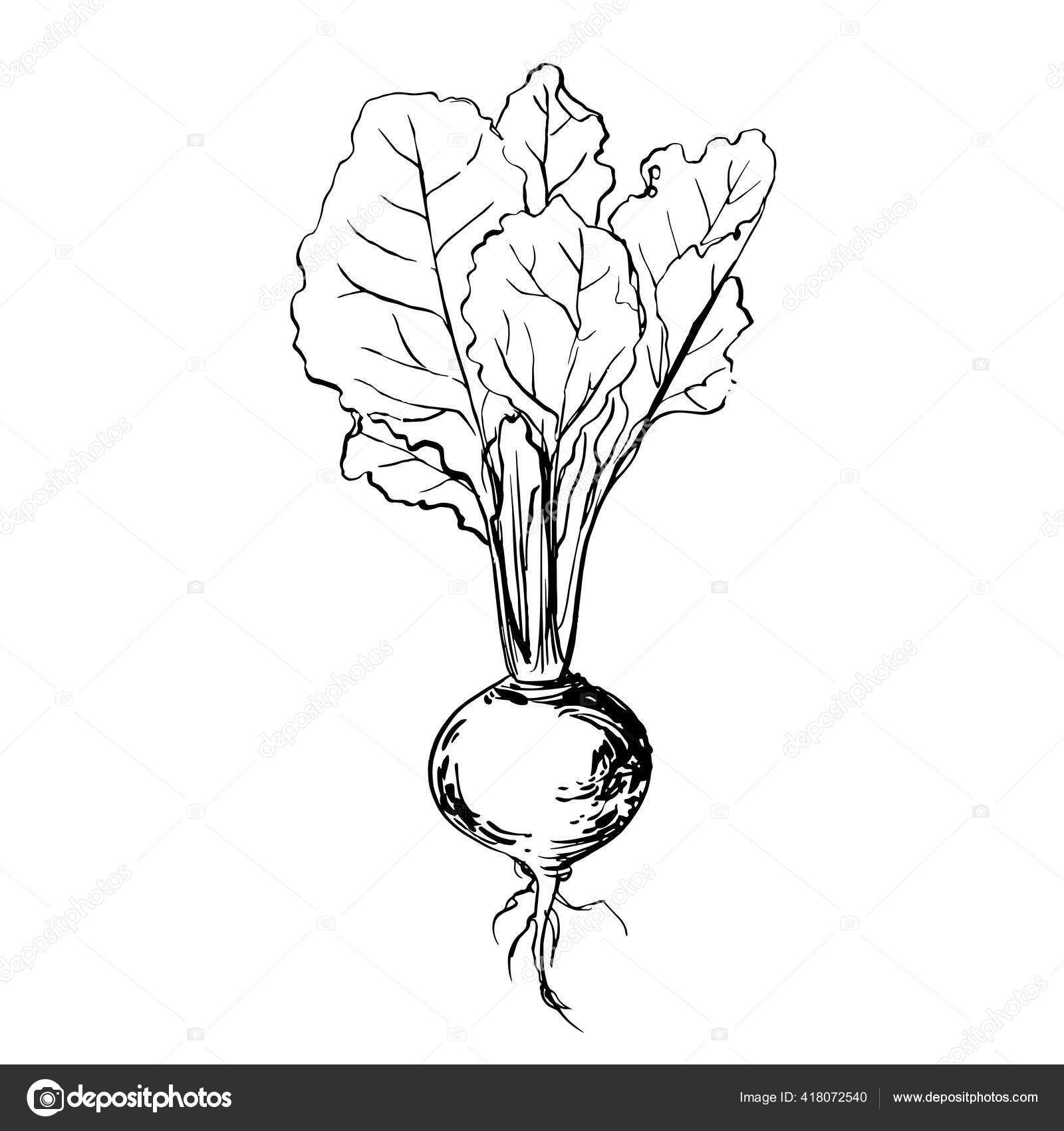 Beetroot Line Drawing at Wayne Calvert blog