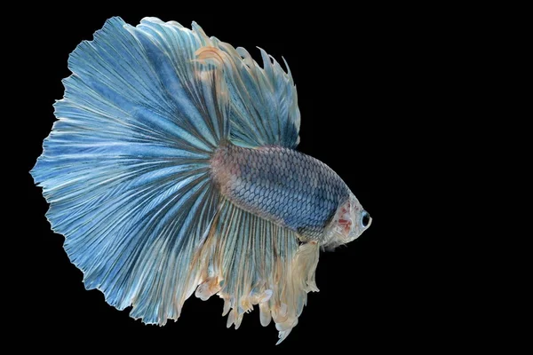 Blue fish Images - Search Images on Everypixel