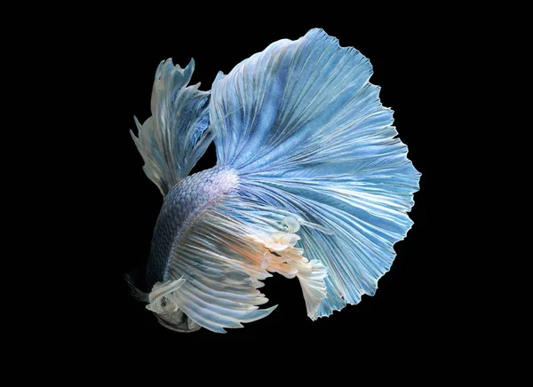 Blue fish Images - Search Images on Everypixel