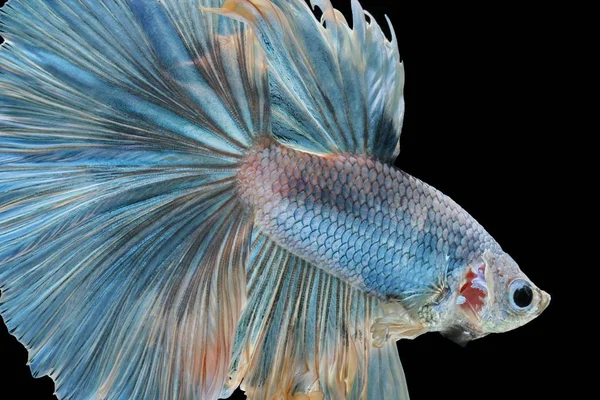 Blue fish Images - Search Images on Everypixel
