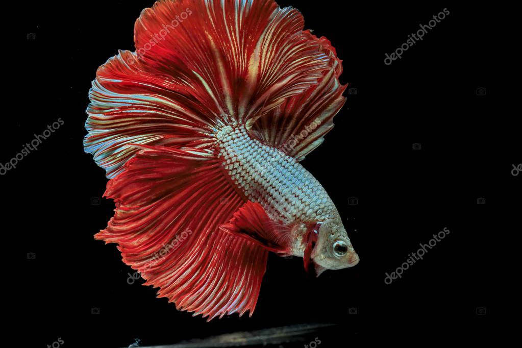 Peces siameses, peces rojos, fondo negro Betta splendens, Betta Fish ...