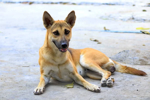 Sri lanka dog Stock Photos, Royalty Free Sri lanka dog Images ...