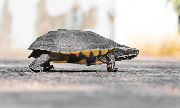 A walking turtle Stock Photos, Royalty Free A walking turtle Images ...