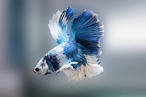 White Fighter Fish Wallpaper
