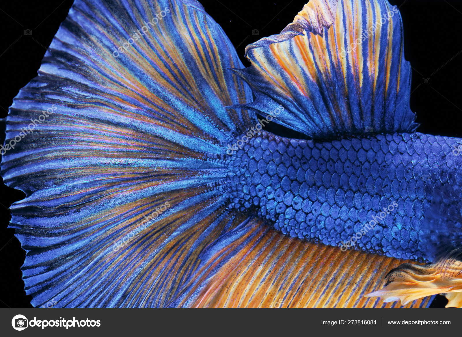 Blue Dragon Betta