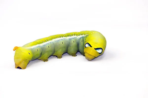 Made from polymer clay Stock Photos, Royalty Free Made from polymer ...