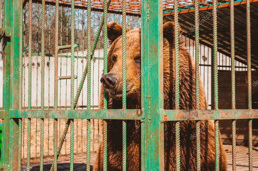 Un oso pardo mira soñadoramente a través de los barrotes de una jaula ...