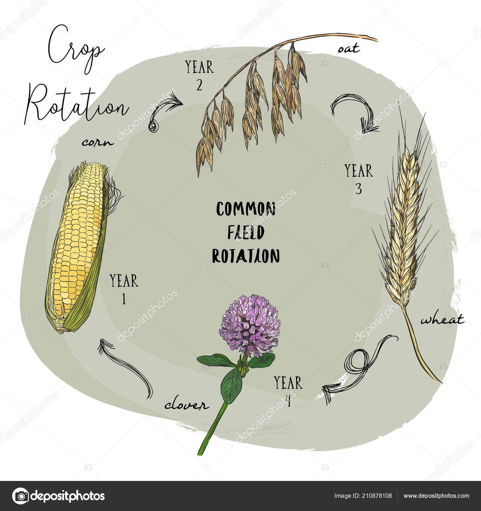 Crop Rotation Practice Growing Series Dissimilar Different Types Crops ...