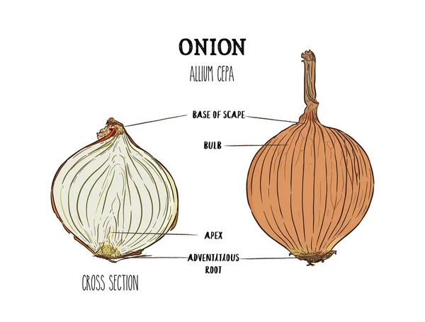 Onion Bulb Diagram