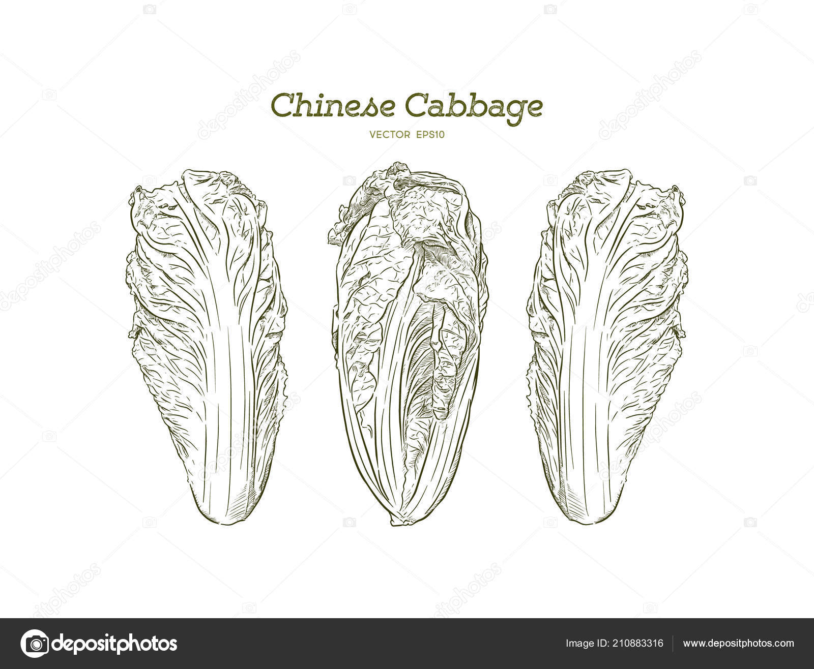 Chinese Cabbage Drawing