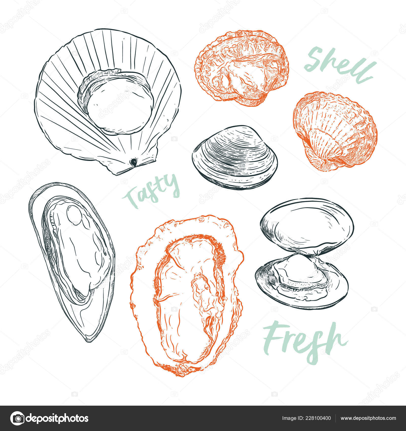 Collection Shell Hand Draw Sketch Vector Seafood Set Stock Vector Image ...