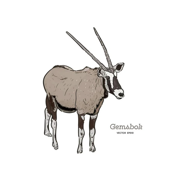 Gemsbok Stock Vectors, Royalty Free Gemsbok Illustrations | Depositphotos®