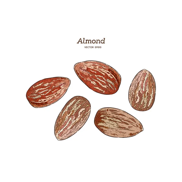 Almonds drawing Vector Art Stock Images | Depositphotos