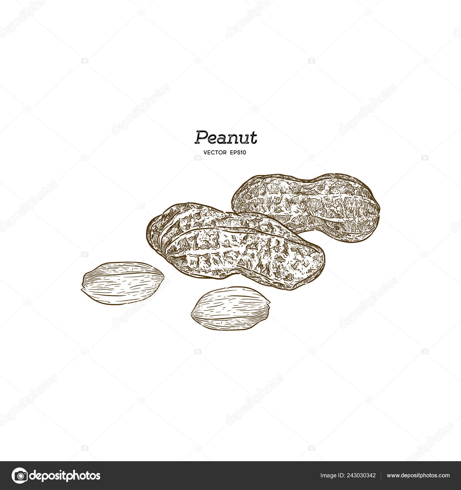 Vector Illustration Set Peanuts Hand Draw Sketch Vector Stock Vector by ...