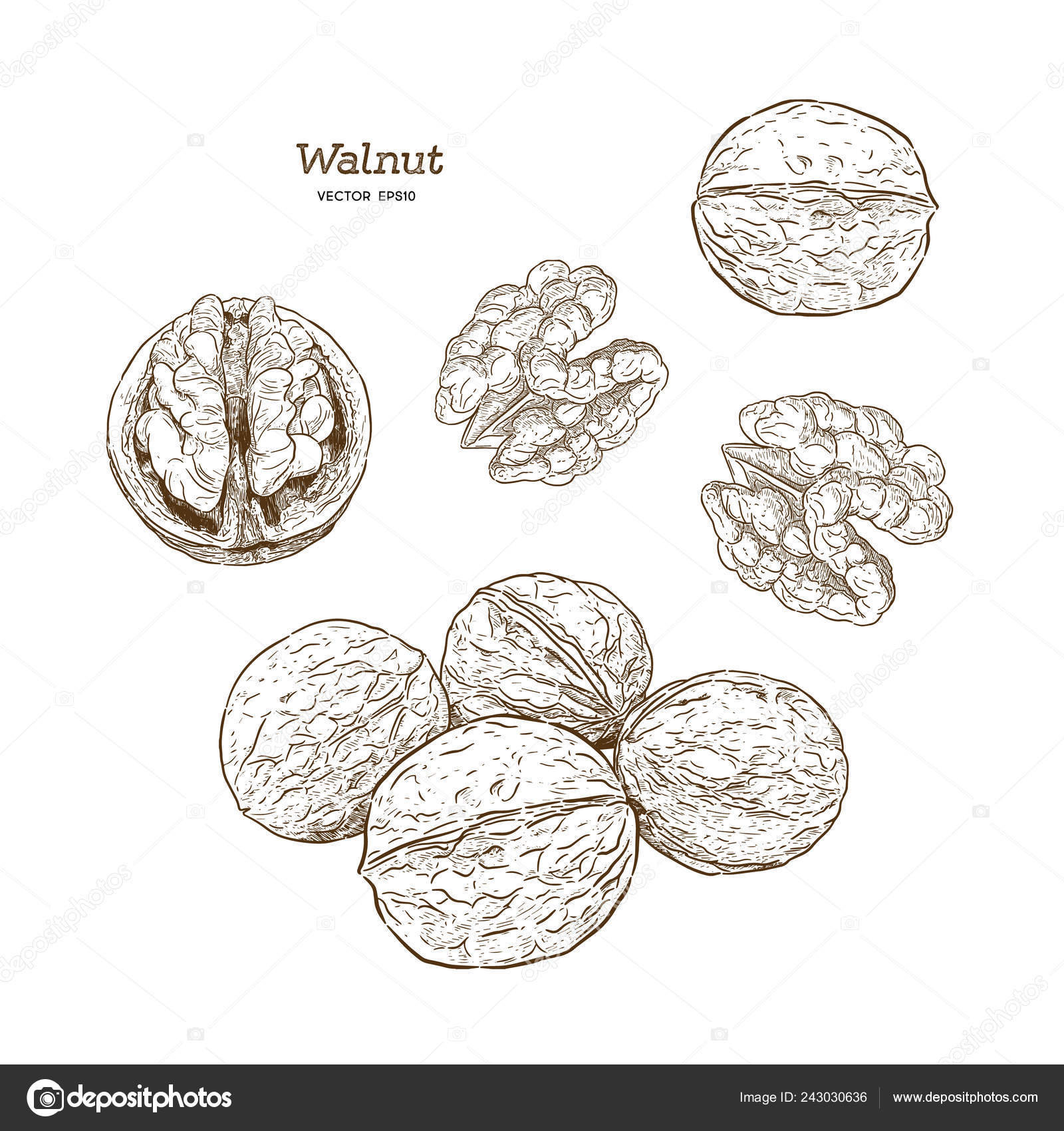 Walnut Drawing