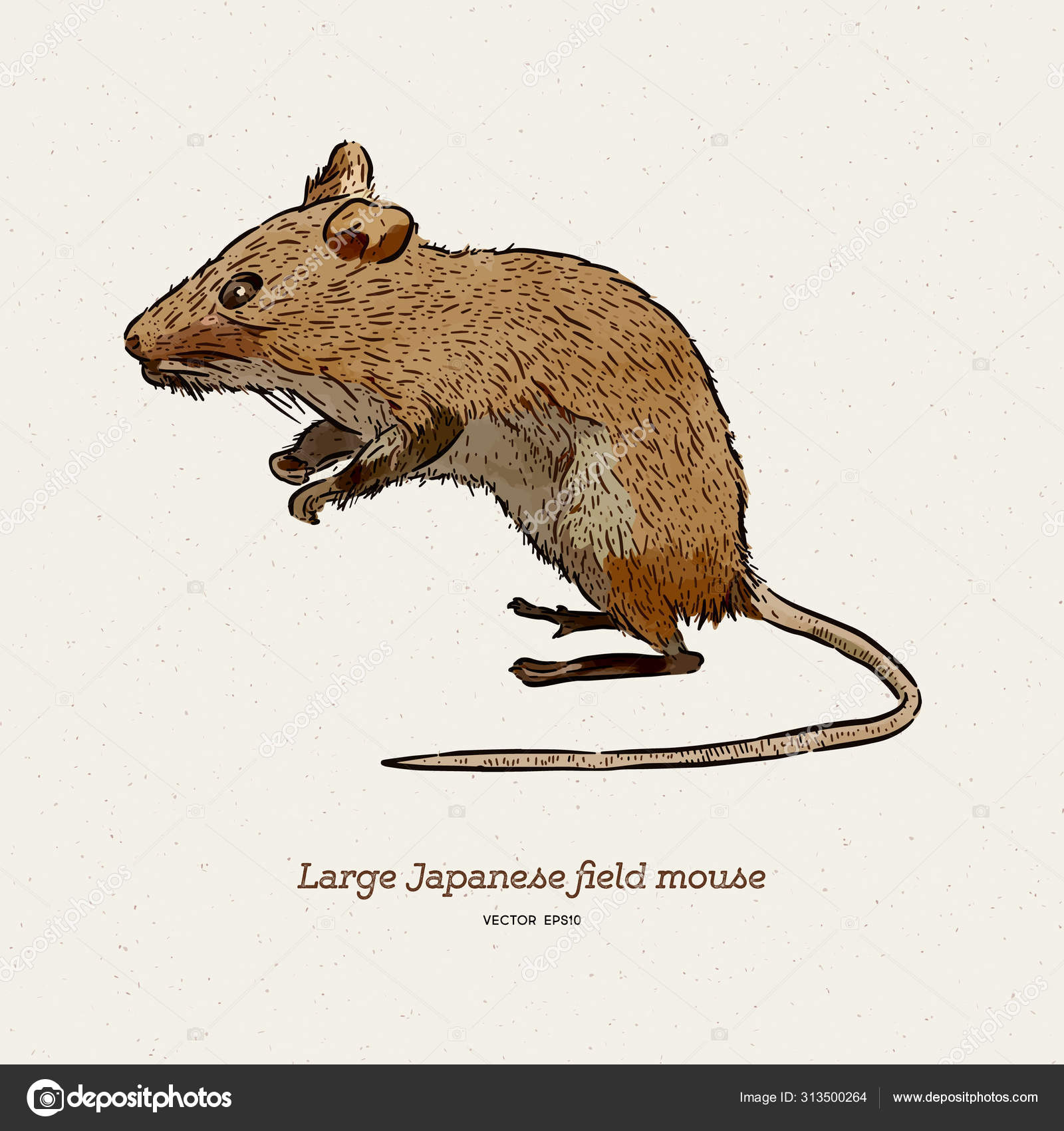 Vetor De Mouse De Campo