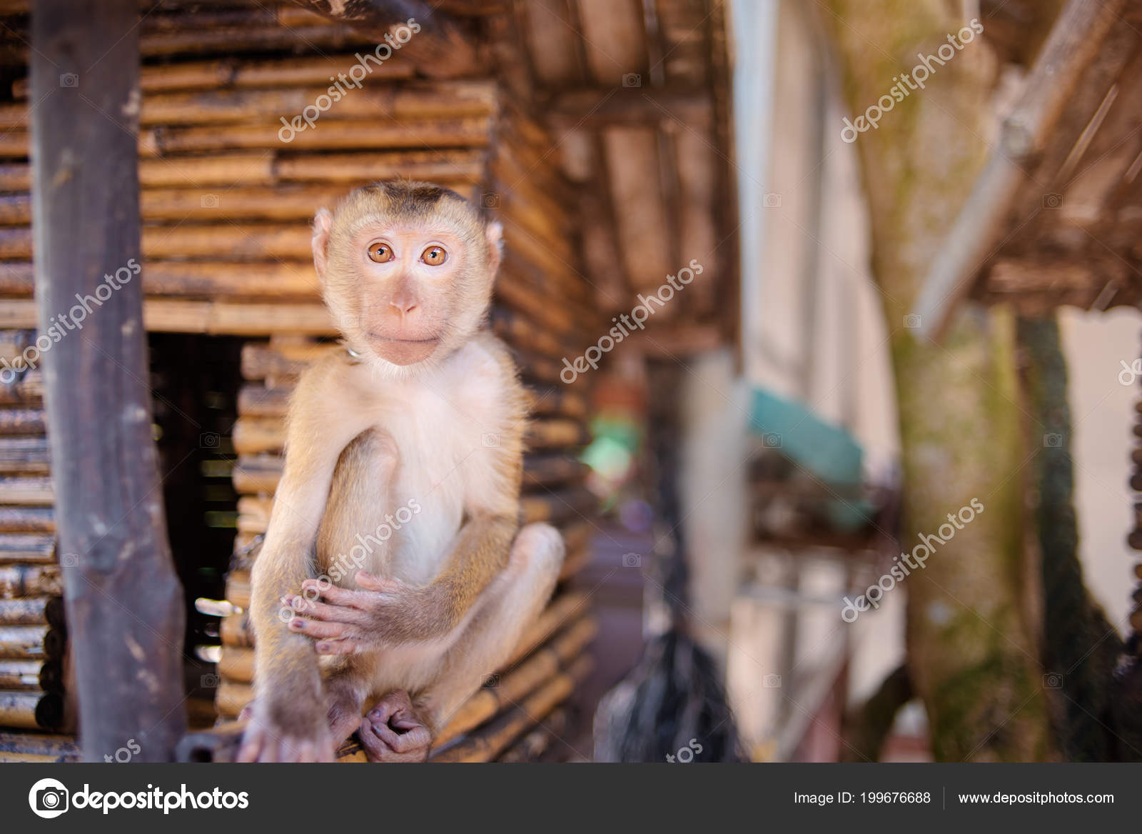 Close View Little Monkey Bamboo House — Stock Photo © luengo_ua #199676688