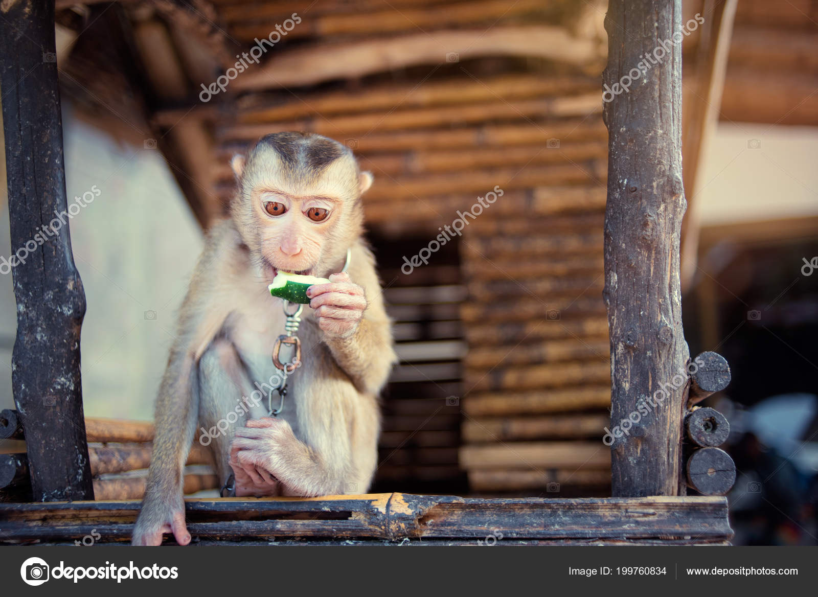 Close View Little Monkey Bamboo House — Stock Photo © luengo_ua #199760834