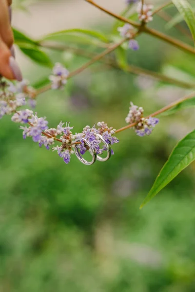 wedding rings hanging on plant with purple blooming flowers - Stock ...