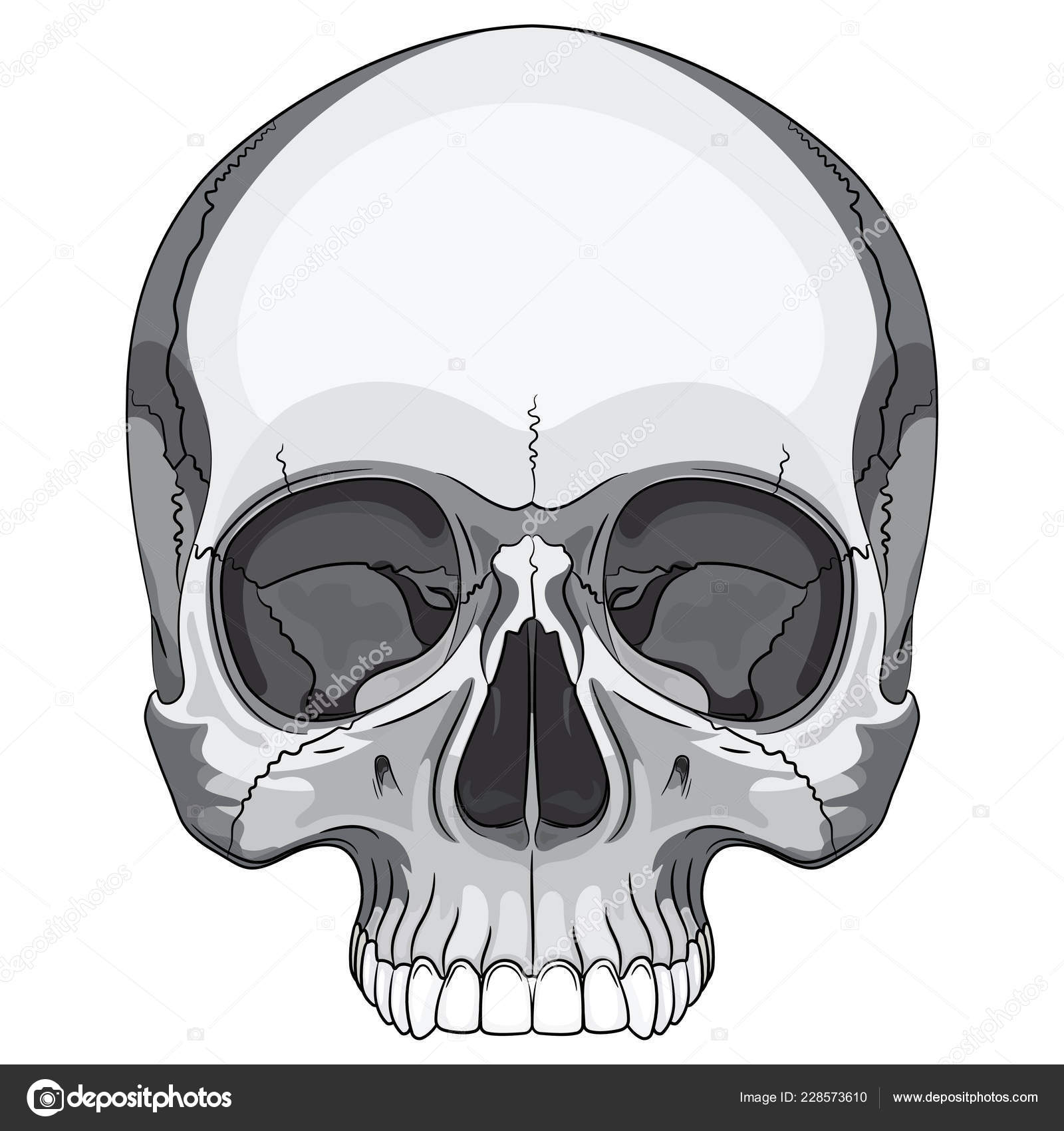 Calavera Humana Dibujada Mano Aislada Negro Ilustración Vectorial ...