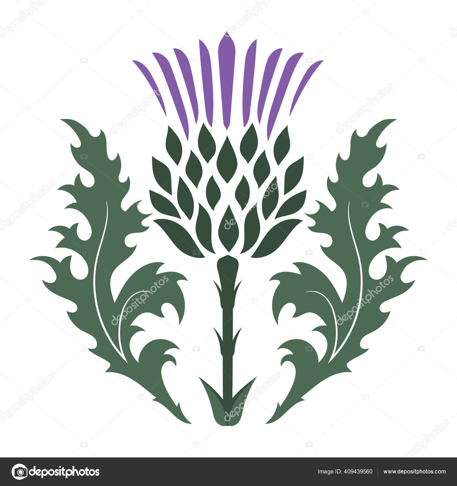 Scottish Thistle Illustration
