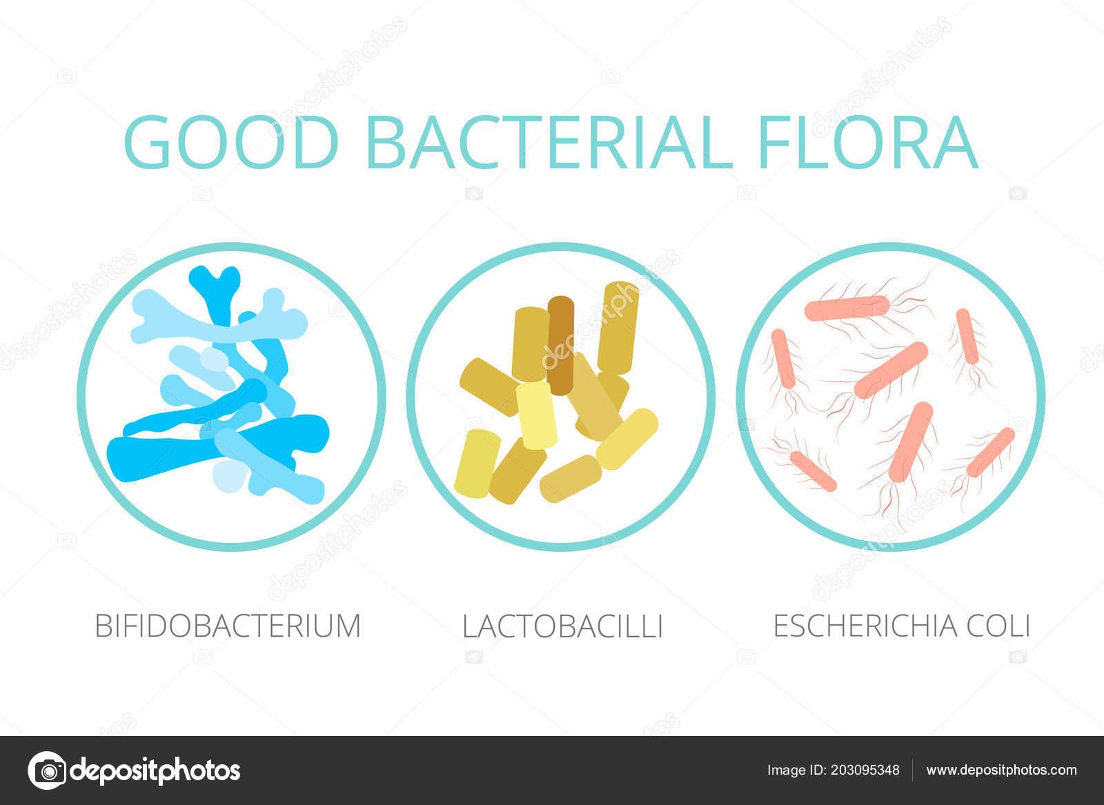 Good Bacterial Flora Lactobacilli Bifidobacteria Escherichia Coli ...