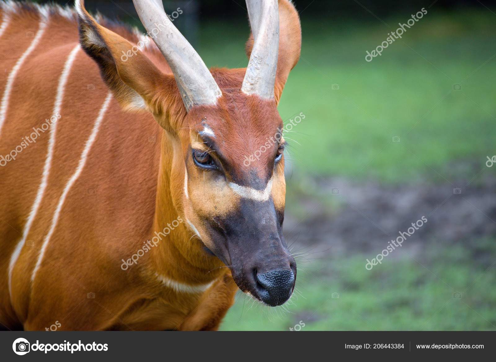Bongo Tragelaphus Eurycerus Largest Forest Antelope Stock Photo by ...