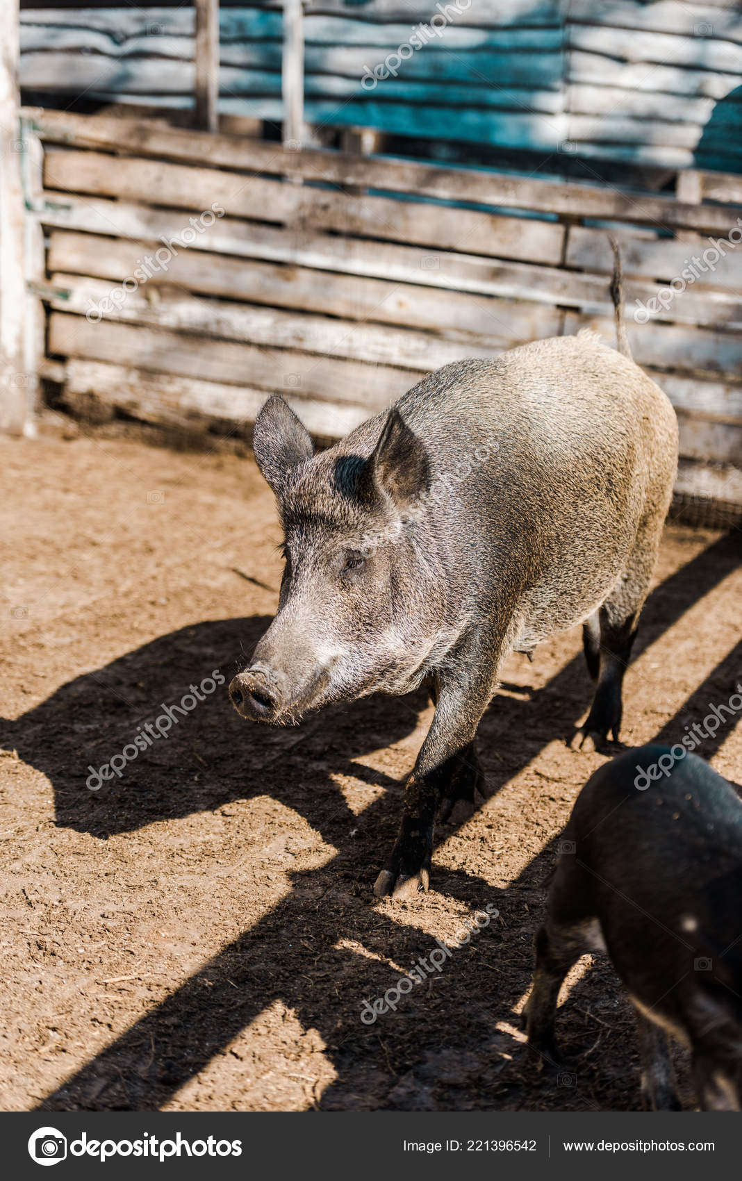 Grey Pig Piglet Walking Corral Farm — Stock Photo © SashaKhalabuzar ...