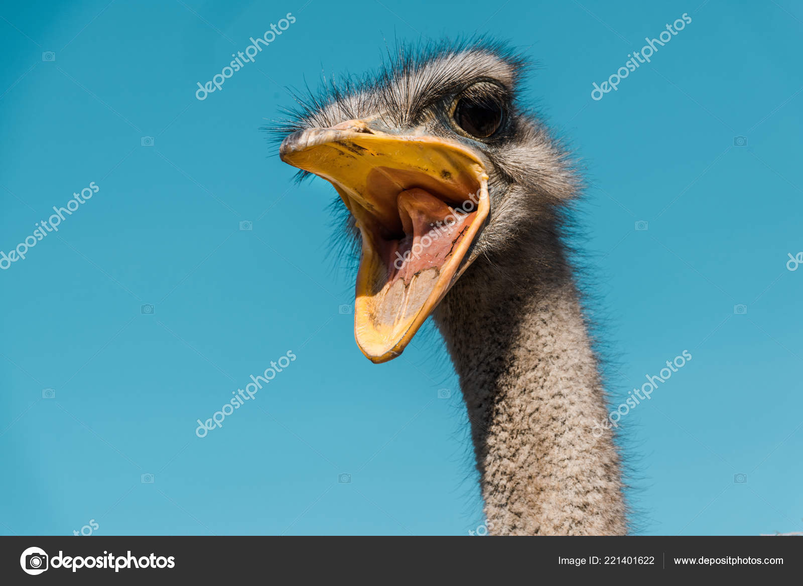 Beautiful Ostrich Open Beak Blue Sky Stock Photo by ©SashaKhalabuzar ...