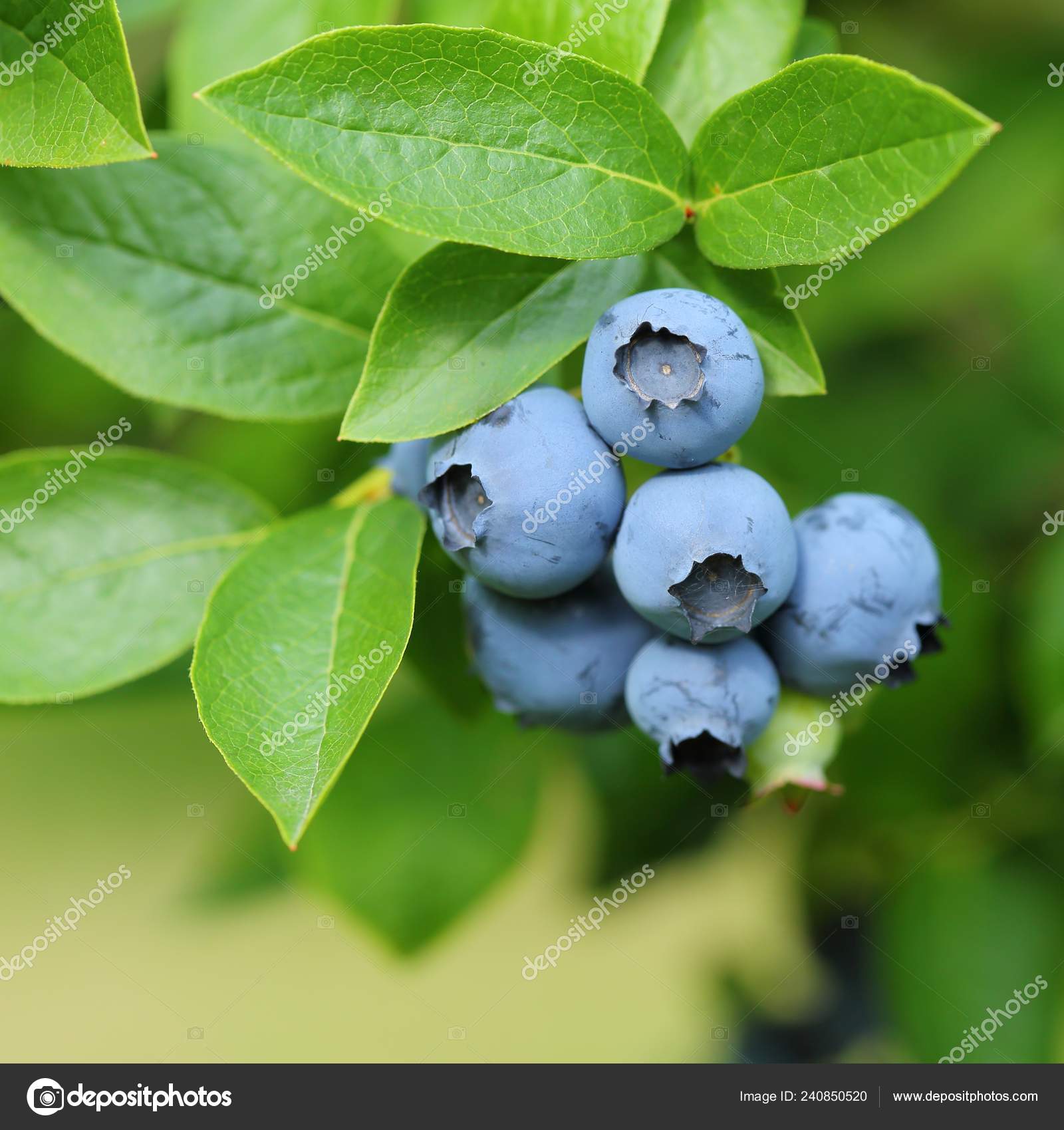 Highbush Arándano Vaccinium Corymbosum Arbusto Hoja Caduca Con ...