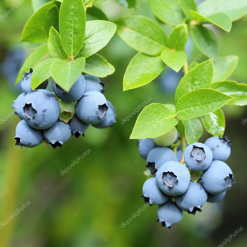 Highbush arándano (Vaccinium corymbosum) - arbusto de hoja caduca con ...