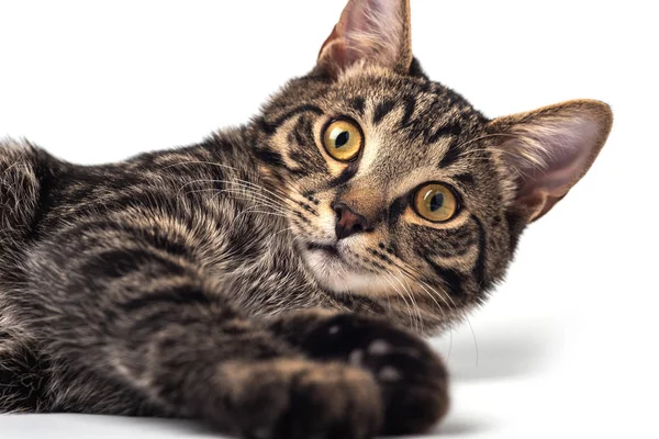 Chat huant Stock Photos, Royalty Free Chat huant Images | Depositphotos