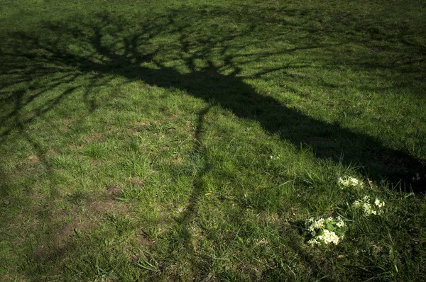 Oak tree shadow Stock Photos, Royalty Free Oak tree shadow Images ...