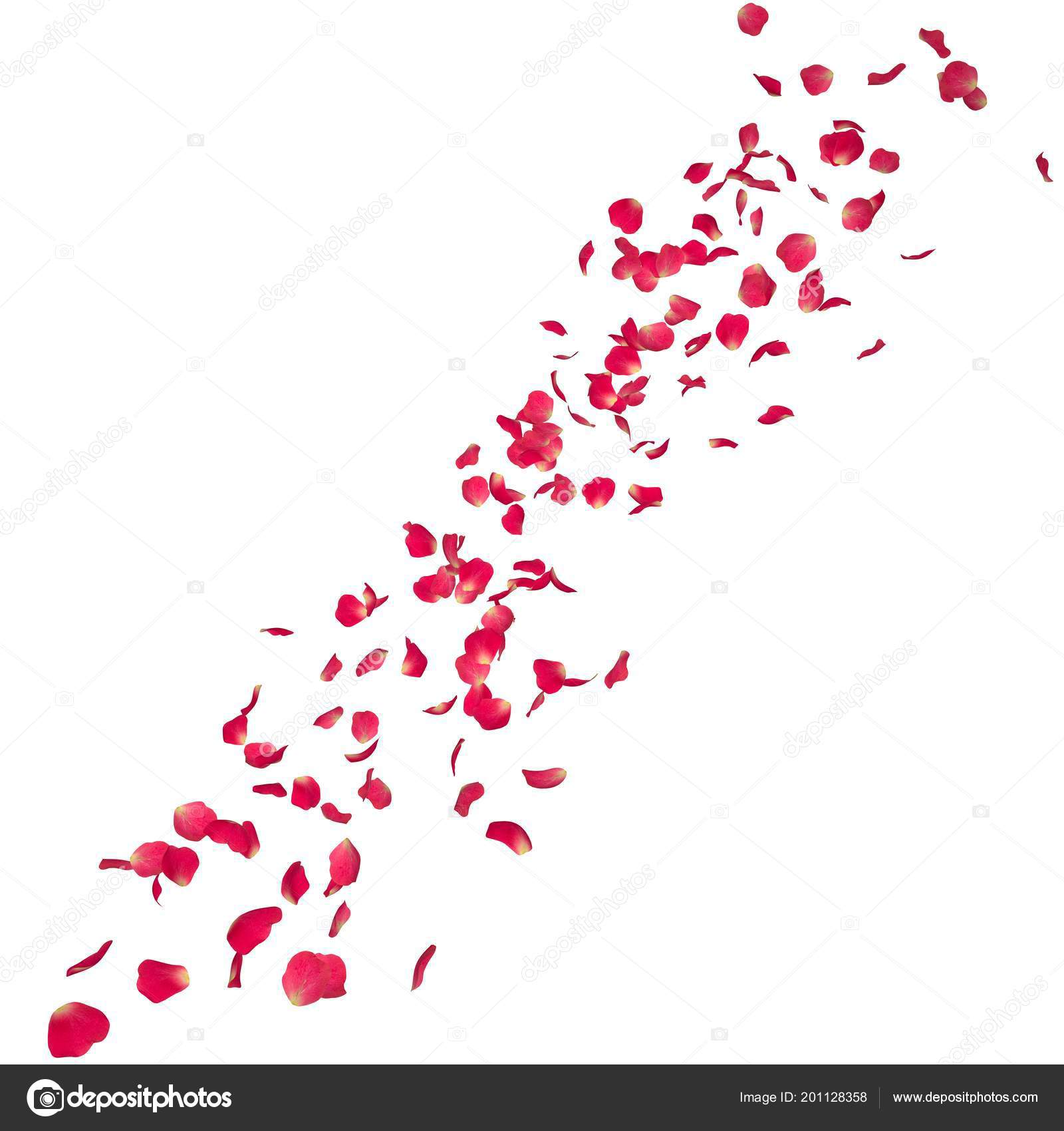 Petals Red Rose Fly Far Distance White Isolated Background — Stock ...